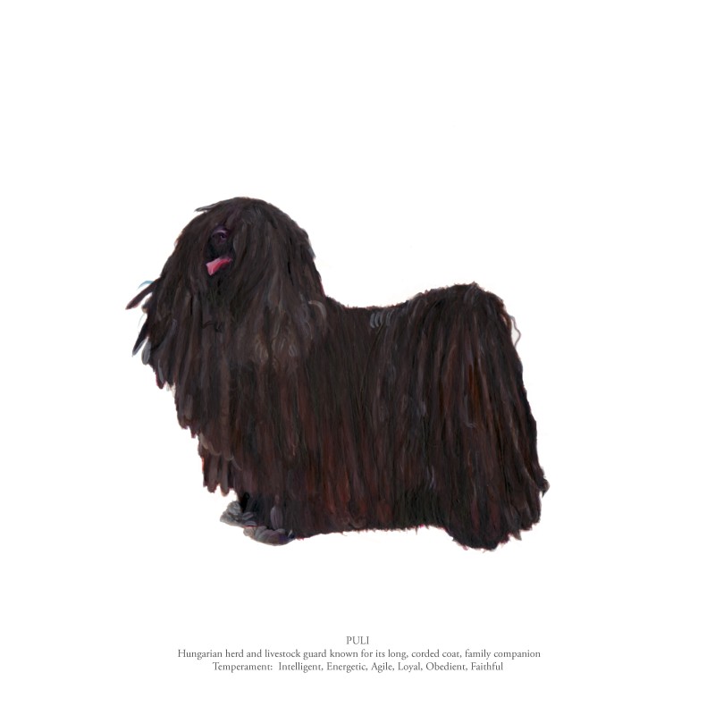 Puli Dog